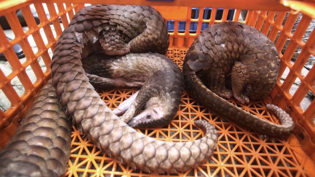 Pangolin meat consumption drops as support for protection rises - study ...