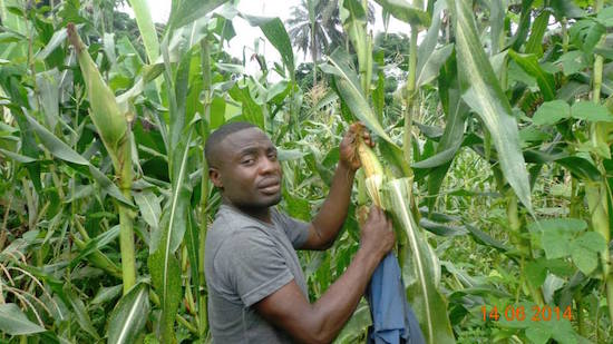 Cameroon’s import of maize reaches all-time high – Report | The Guardian Post